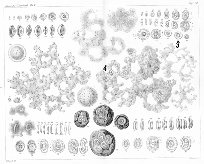 The famous and lesser-known illustrations of Thomas Huxley’s Bathybius ...