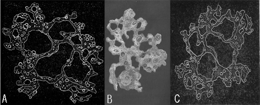 The famous and lesser-known illustrations of Thomas Huxley’s Bathybius ...