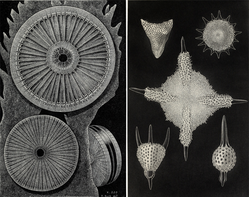 The famous and lesser-known illustrations of Thomas Huxley’s Bathybius ...